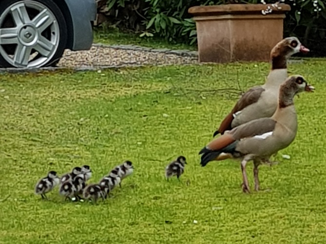 The Swan Sanctuary High Flying Gosling Rescue - The Swan Sanctuary