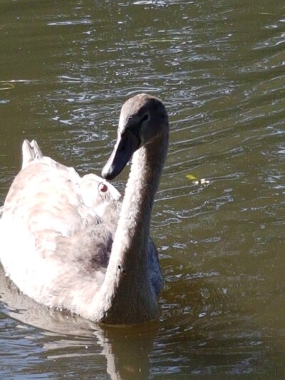 The Swan Sanctuary Coxes Lock Cygnet - The Swan Sanctuary