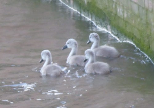 The Swan Sanctuary The Swan Sanctuary - Dedicated to the Care of Swans ...