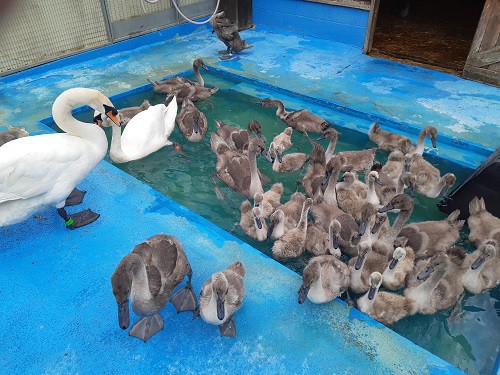 The Swan Sanctuary Surrey in the Sunshine - The Swan Sanctuary