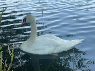 The Swan Sanctuary The Swan Sanctuary - Dedicated to the Care of Swans ...