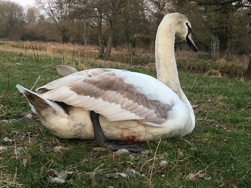 The Swan Sanctuary Flying Accident - The Swan Sanctuary