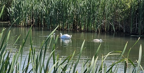The Swan Sanctuary The Swan Sanctuary - Dedicated to the Care of Swans ...
