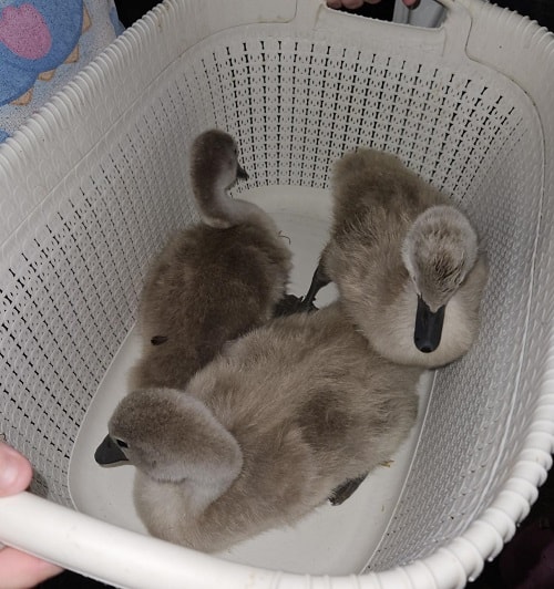 The Swan Sanctuary The Swan Sanctuary - Dedicated to the Care of Swans ...