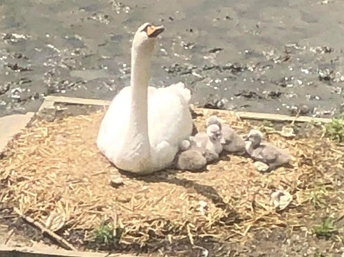 The Swan Sanctuary Aylesford Update Update ! - The Swan Sanctuary
