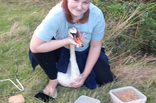 The Swan Sanctuary River Medway Rescue - The Swan Sanctuary
