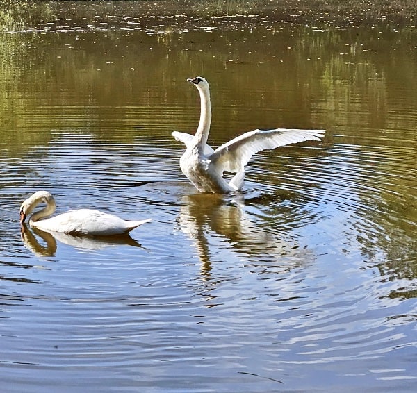 The Swan Sanctuary Danni Round Up - The Swan Sanctuary